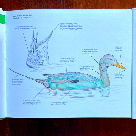 Art | Color Yourself Smart Birds Of North America Drawing Book | Poshmark